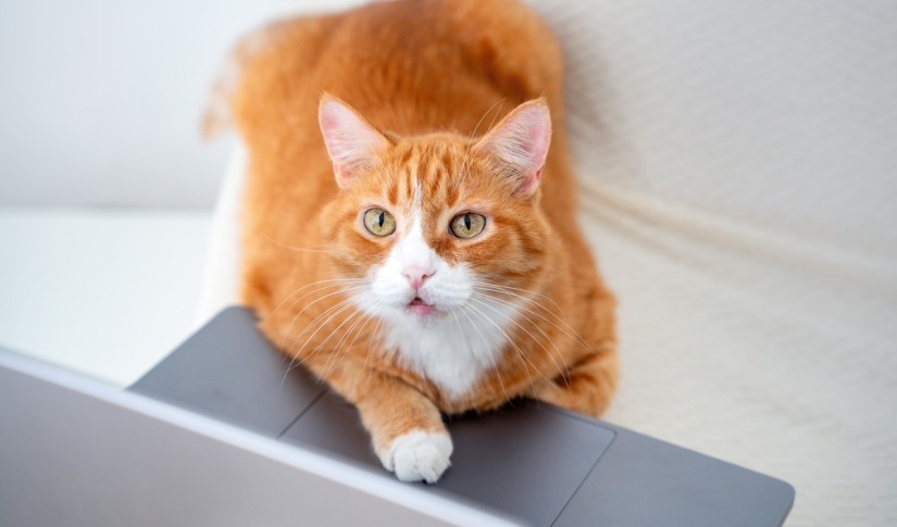 What is Digital Record Keeping for a Veterinary Practice? | IDEXX Software